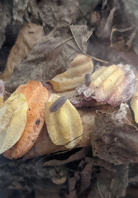 Good Isos To Keep With Tree Frogs Risopods