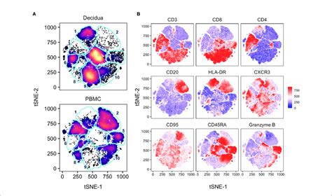 tsne analysis of pbmc and decidua in normal rhesus macaques a tsne