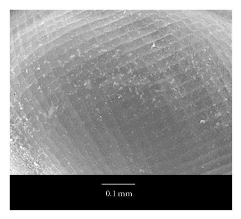 The Head Of A Crayfish With Eyes The Crayfish Eye A B And The