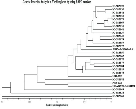 Upgma Dendrogram Of 28 Yardlong Bean Genotypes Using Rapd Primers