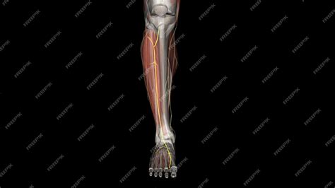 Premium Photo The Deep Peroneal Nerve Also Called The Deep Fibular