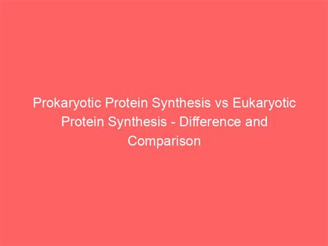 Prokaryotic Protein Synthesis Vs Eukaryotic Protein Synthesis