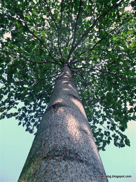 PAULOWNIA.BG ltd. * ПАУЛОВНИЯ.БГ ООД: Paulownia - Shan Tong / ПАУЛОВНИЯ ...