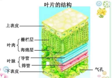 如何增强植物的光合作用！