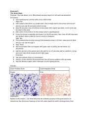 Lab Exercise 5 8 9 10 Kamila Siwek Docx Exercise 5 The Gram Stain Purpose Test That Allows Us