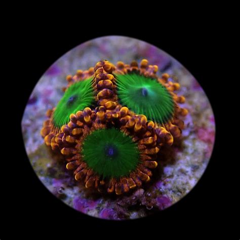 Mind Trick Zoanthids Exotic Corals Malaysia Farm