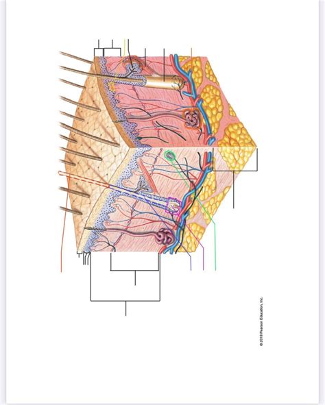 Integumentary Lab Quiz Diagram Quizlet