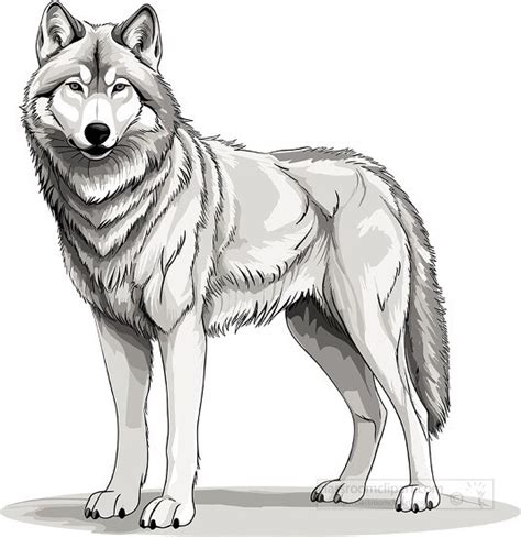 Wolf Clipart Gray Wolf Standing