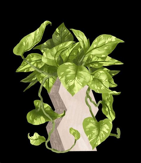 Golden Pothos Plant Care Guide Golden Pothos Plant Drawing Pothos