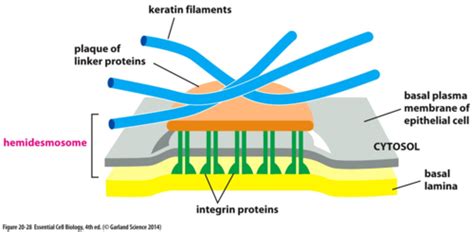 Biol 109 Chapter 1 4 Exam Flashcards Quizlet