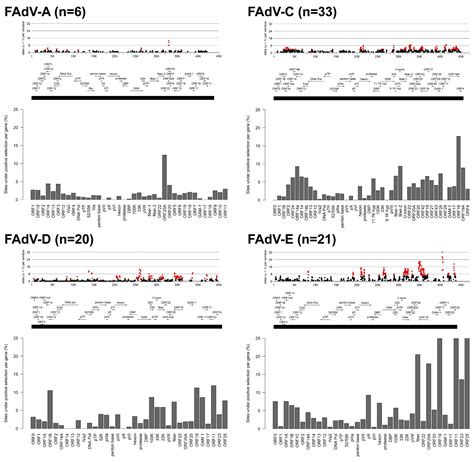 fowl adenovirus fadv recombination with intertypic crossovers in genomes of fadv d and fadv e