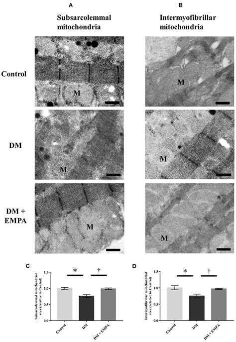 Morphological Assessment Of Mitochondria In The Atrial Tissue