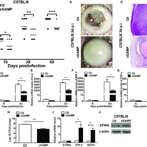 Stimulator Of Interferon Genes Sting Regulated Bacterial