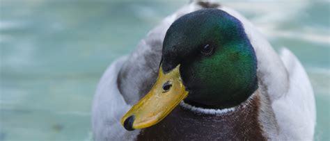 Wilde Eenden Alles Over Wilde Eenden In Nederland Vogel Blog