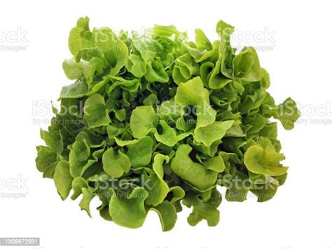 흰색 배경에 분리 된 녹색 양상추 머리 신선한 녹색 참상추의 오버 헤드 보기 샐러드 잎이 닫힙에 가깝습니다 건강한 음식과 야채 개념 채소에 대한 스톡 사진 및 기타 이미지