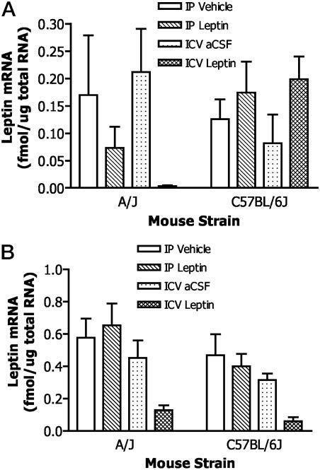 Leptin MRNA In Total RNA Purified From Retroperitoneal WAT Fig 4A
