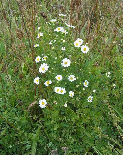 Frost Aster Aster Pilosus Now Symphyotrichum Pilosum North American Rock Garden Society