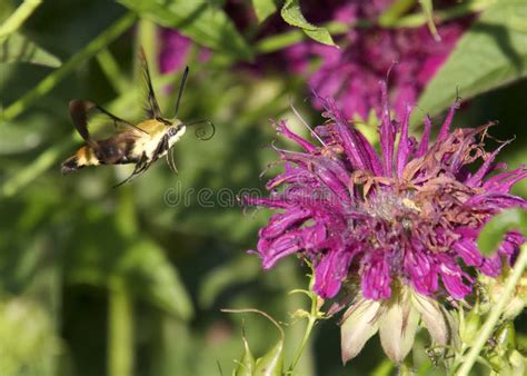 Hemaris Diffinis Snowberry Clearwing Hummingbird Moth Stock Image