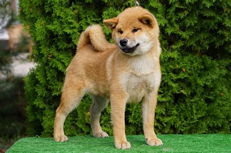 AKC GCH CH ADULT SHIBA INUS Showboat Kennels