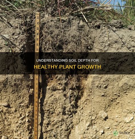 Understanding Soil Depth For Healthy Plant Growth ShunCy