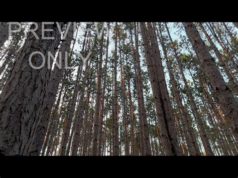 The Forest 5 Still Shift Worship Playback Media Store