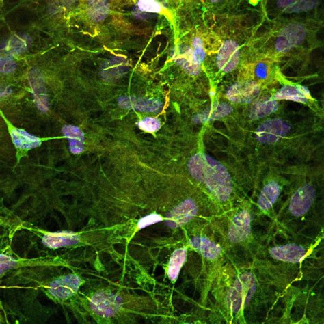 ILab Organizer Research Viral Vector Core