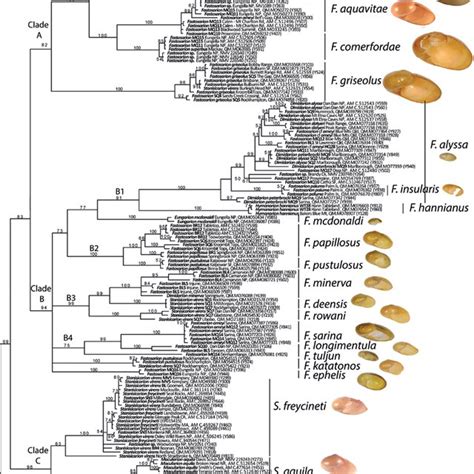 Majority Rule Consensus Tree Based On Bayesian Analysis Of The Download Scientific Diagram