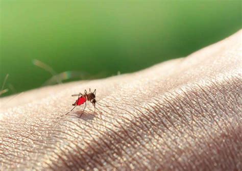 ¿qué Es La Malaria Y Cómo Debe Tratarse Dexin