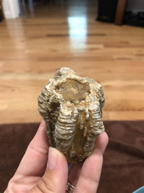 Possible Partial Crinoid Flower Fossil Found With Many Other Crinoid