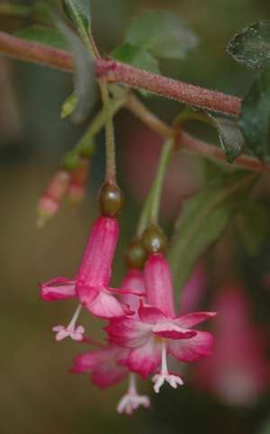 Fuchsia