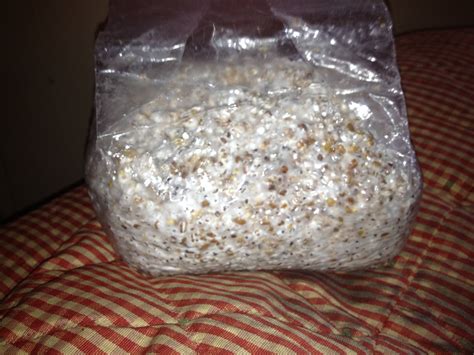 How Can You Tell When A Spawn Bag Is Fully Colonized Mushroom