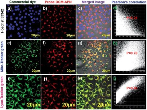 Subcellular Localization Experiments And Fretflim