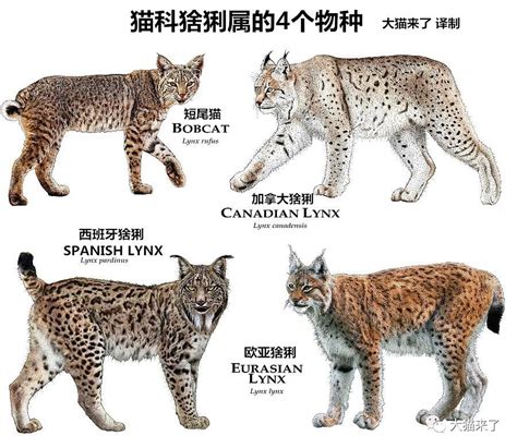 猞猁品种 猞猁 伊比利亚猞猁 大山谷图库