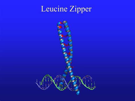 Ppt Leucine Zippers Powerpoint Presentation Free Download Id2981288