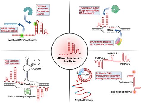 Lncrnas The Good The Bad And The Unknown