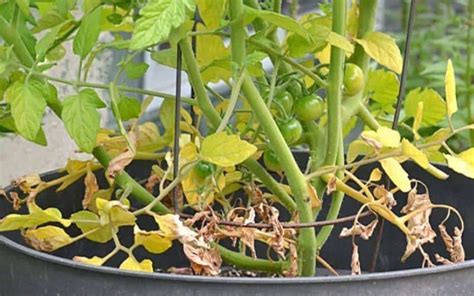 What Do Overwatered Tomato Seedlings Look Like At Erik Cox Blog