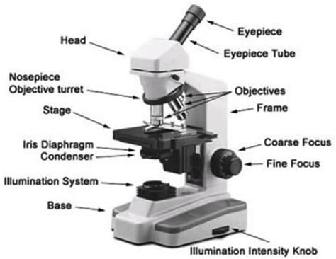 Functions Of Binocular Microscope At Andrea Cahill Blog