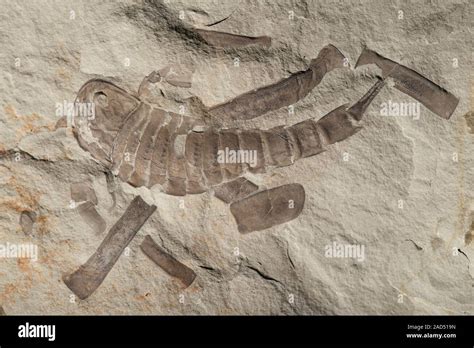 Remains Of A Fossilised Sea Scorpion Or Eurypterid Balteurypterus