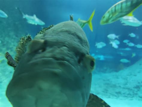 Create Meme Fish In The Aquarium Oceanarium Yekaterinburg