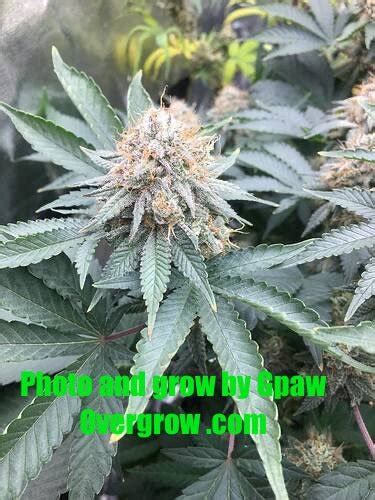 Double Cripxmas Regular Sex Seed Dmosg Double Cripxmas Regular Sex Seed Dmosg