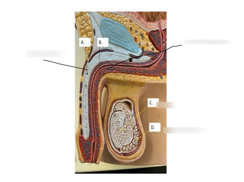 Anatomy Lab Reproductive Part 3 Diagram Quizlet