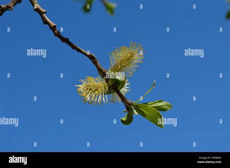 Pussy Willow Tree Sprout In Spring Stock Photo Alamy