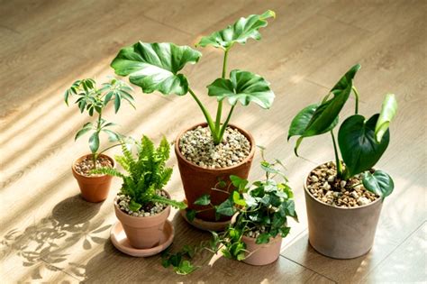 현관 앞에 두면 좋은 식물 화분 5가지면 충분 합니다 오생정