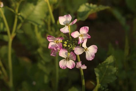 꽃 꽃 사진 꽃이 피는 나뭇가지 나뭇잎 식물 식물군 식물의 후 백혈병 흰색 배경에 관한 무료 스톡 사진