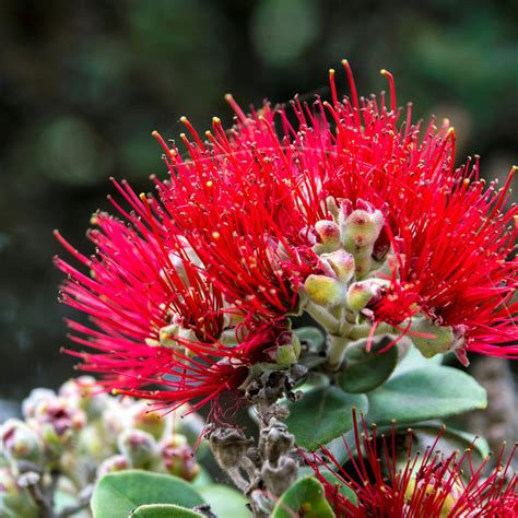Discovering The Beauty Of Hawaiian Flowers LÖv Flowers