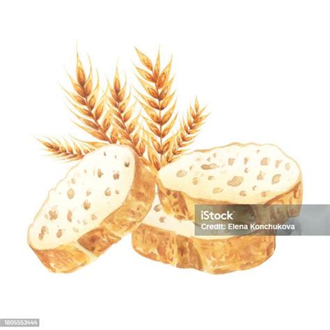 수채화 음식 일러스트 빵 바게트 조각 밀 귀 흰색 배경에 그려진 손입니다 메뉴 디자인 로고 카페 레스토랑 등 식빵 한 덩어리에