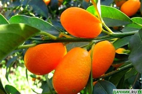Мандарины виды названия и происхождение