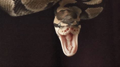 Royal Python Facts That Every Owner Should Know Wild Sci