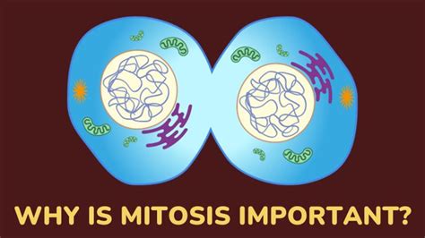 10 Reasons Why Mitosis Is Important To Living Cells And Likely Mitotic Errors Gezro