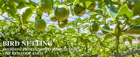 Hortifan Bird Netting 50x50 With 1 Square Mesh Heavy Duty Nylon Netting For